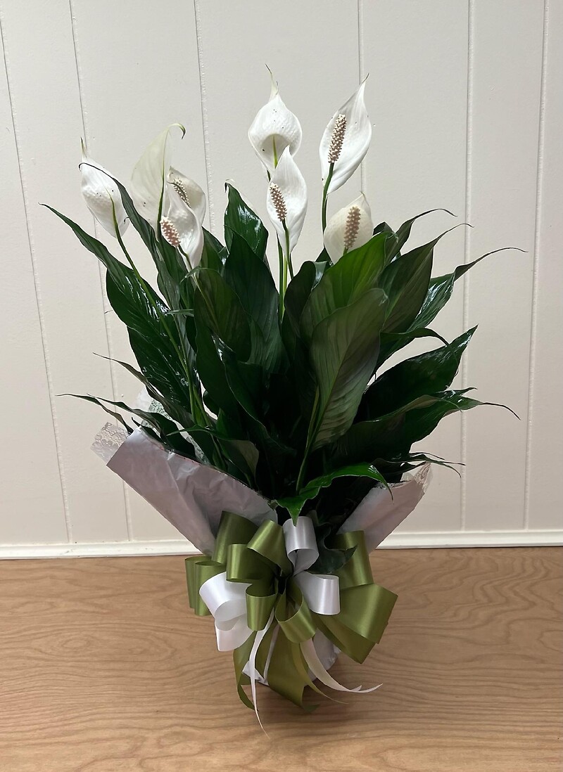 Peace Lily Wrapped arranged by a florist in Hookerton, NC : Little ...